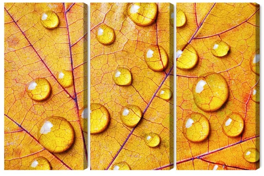 Vícedílný obraz Kapky Vody Na Podzimní Listí Makro Nedostatek Nedostatek Plátno Canvas 150x100