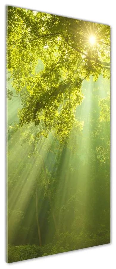 Wallmuralia Foto obraz fotografie na skle Slunce v lese 50x125 cm