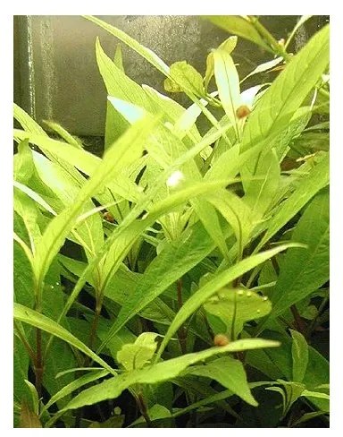 Hygrophila siamensis