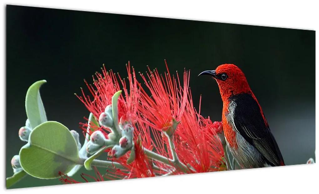 Obraz ptáků - červená (100x40cm)