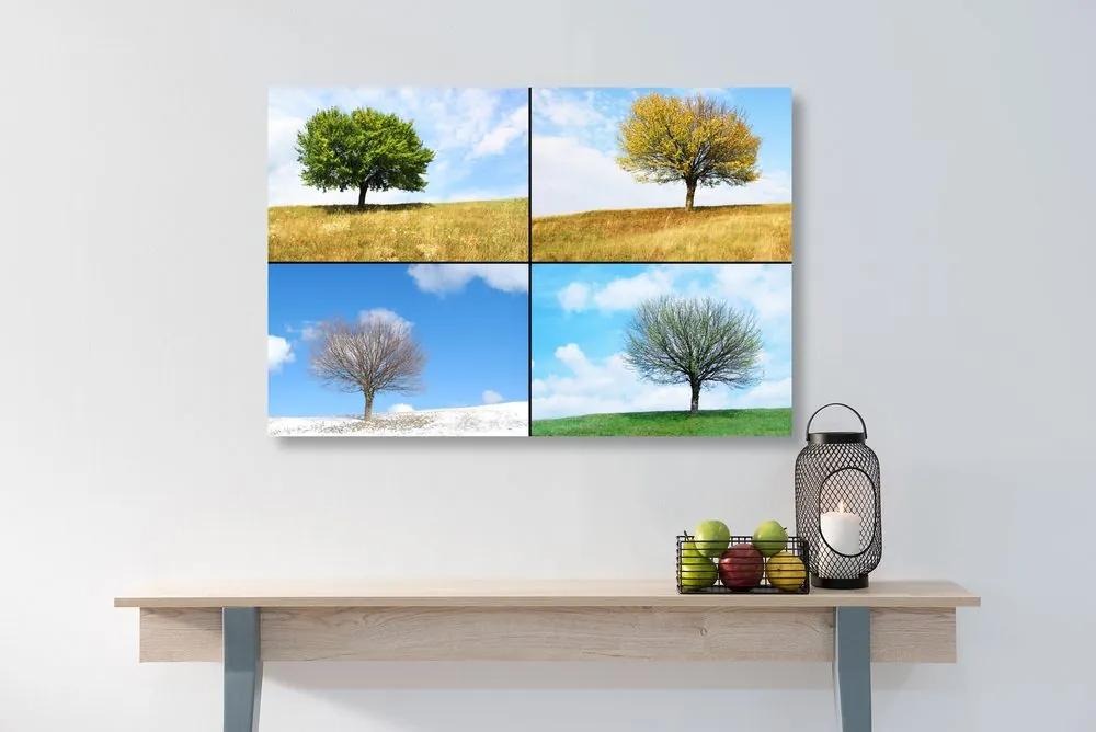 Obraz strom v ročních obdobích Varianta: 60x40