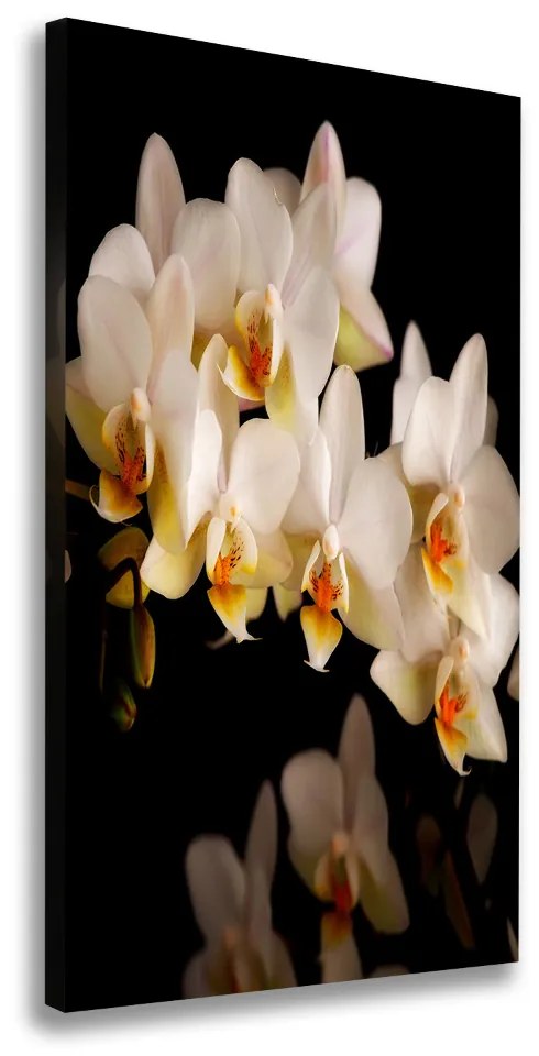 Wallmuralia Vertikální Vertikální Foto obraz na plátně do obýváku Orchidej 50x100