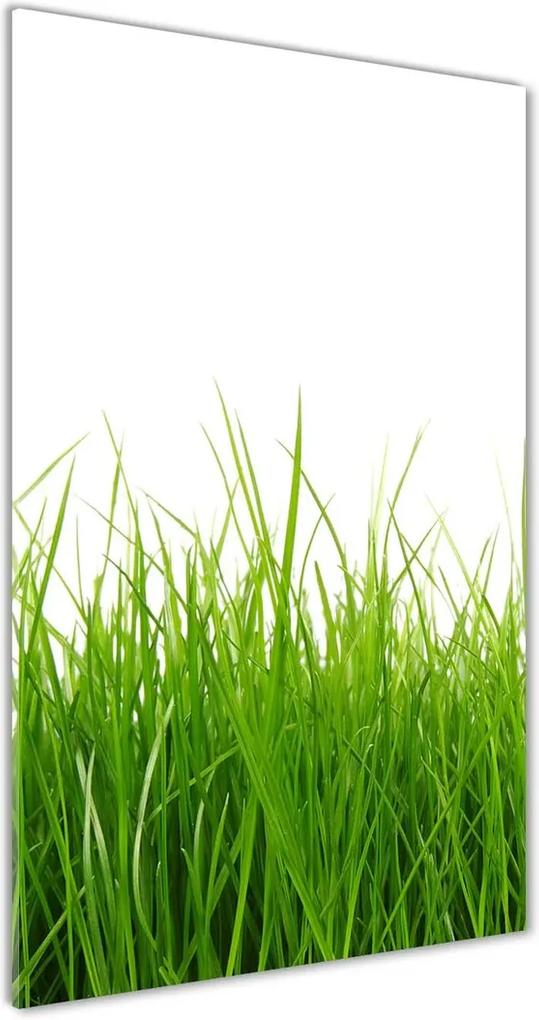 Foto obraz na plátně Zelená tráva