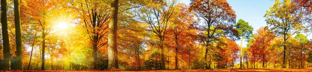 DIMEX | Fototapeta do kuchyně Barevný podzimní les KI-260-188 | 260 x 60 cm | hnědá, žlutá, oranžová