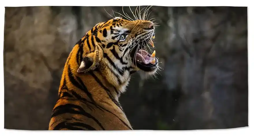 Ručník - Řvoucí tygr 50x100 cm | BIANO