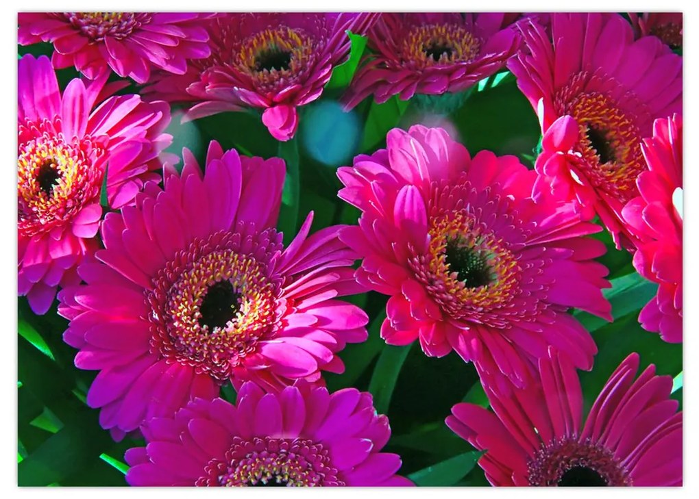 Obraz - květiny (70x50 cm)
