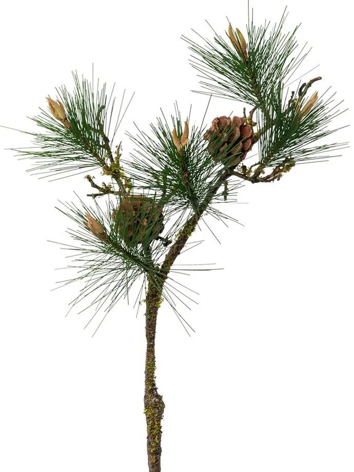 Gasper Větev borovice horské 75 cm