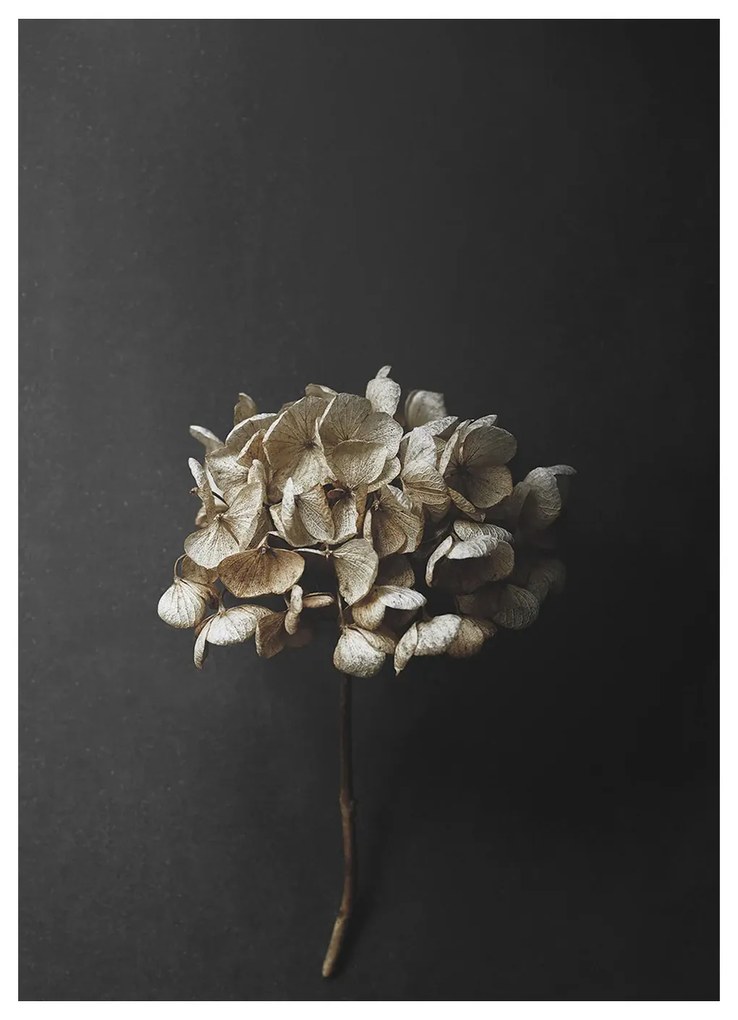 Paper Collective designové moderní obrazy Still Life 04 - Hydrangea (100 x 140 cm)