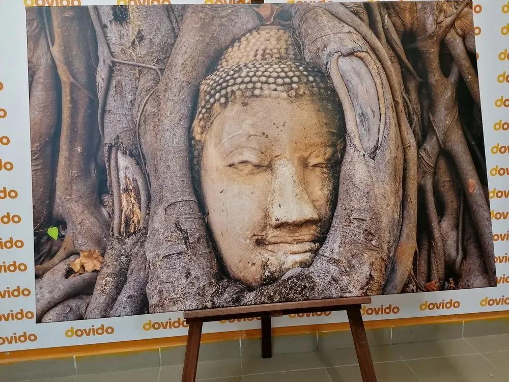 Obraz Budhů posvátný fíkovník - 120x80 cm