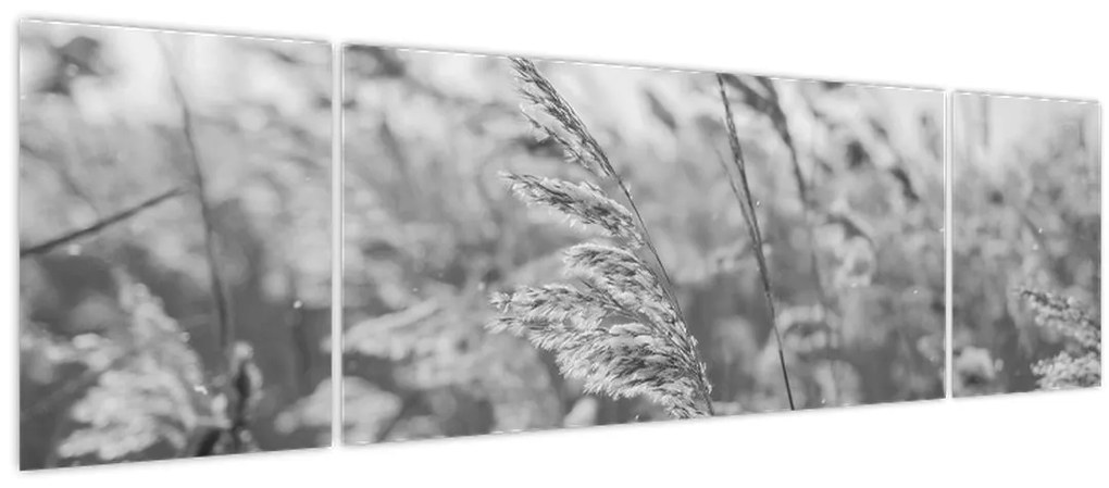 Obraz - Tráva ve větru (170x50 cm)