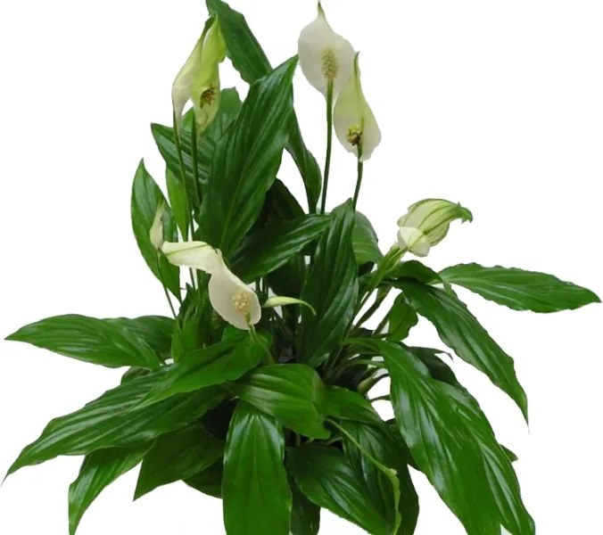 Spathiphyllum, průměr 17 cm