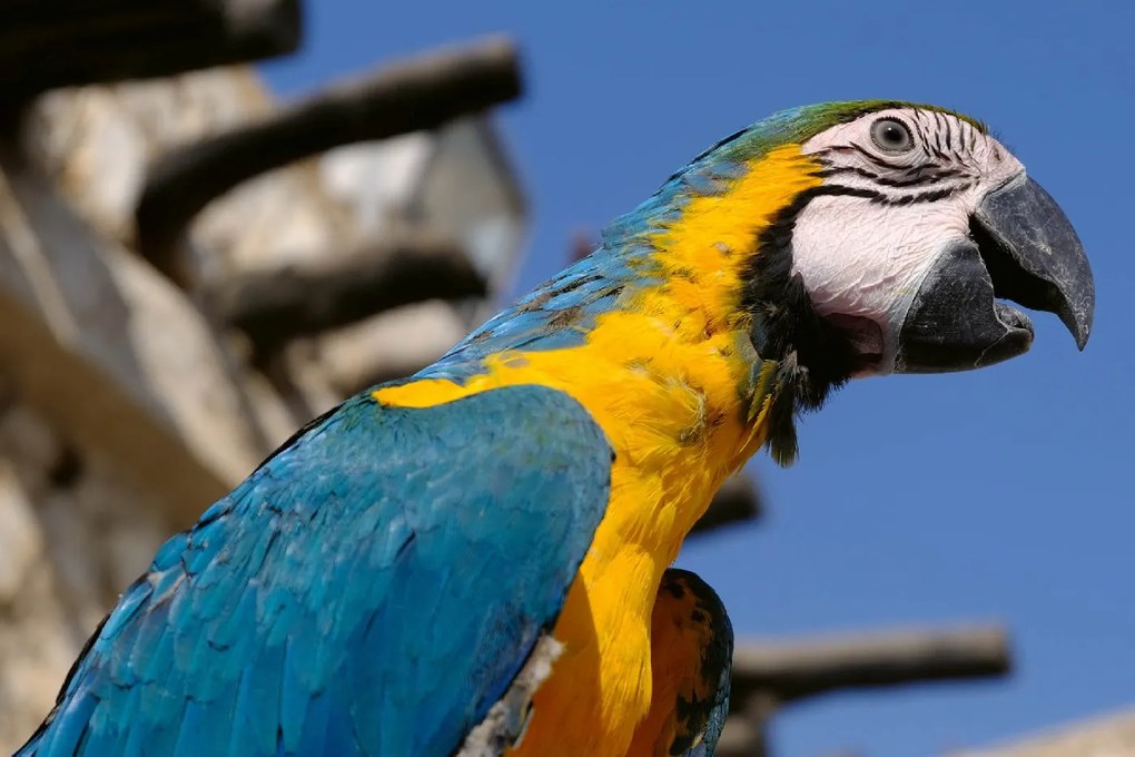 DIMEX | Samolepicí vliesová fototapeta na zeď Papoušek Macaw MA-5-0404 | 375 x 250 cm | modrá, žlutá, šedá