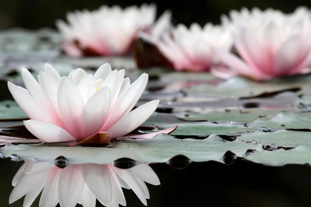 Obraz lotosový květ Varianta: 120x80