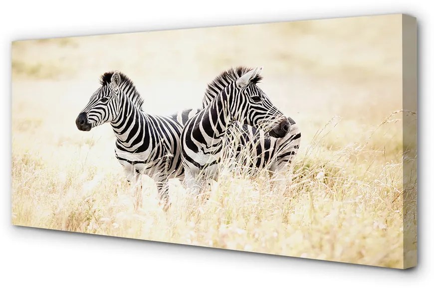 Obrazy na plátně zebra box 100x50cm
