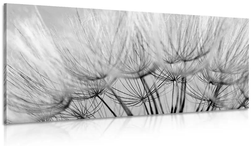 Obraz pampeliškové semena v černobílém provedení - 120x60 cm