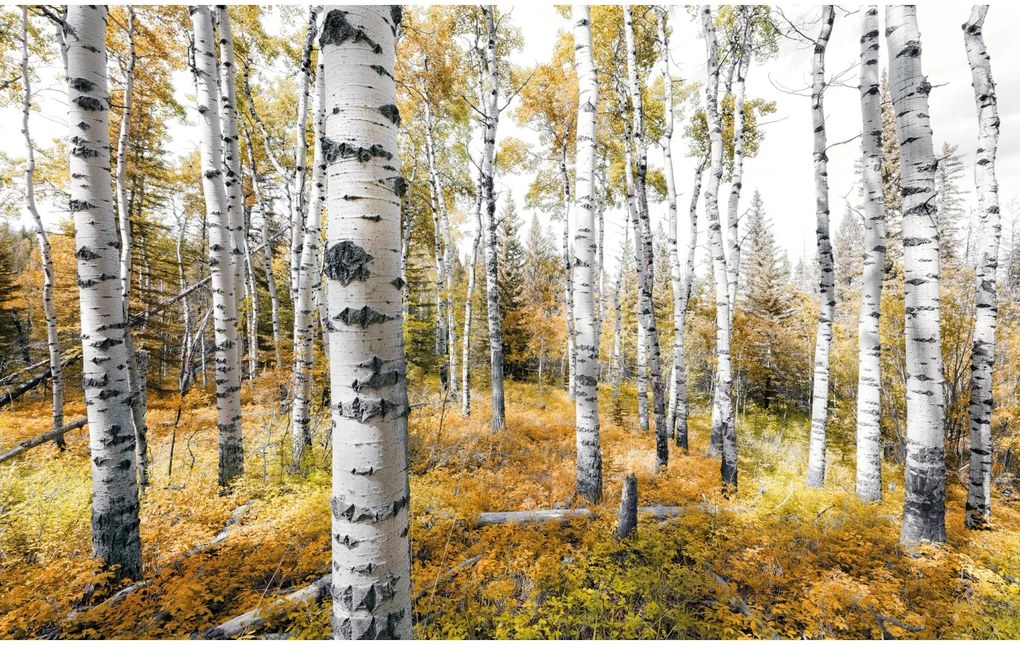 Komar Vliesová fototapeta Colorful Aspenwoods 450 x 280 cm