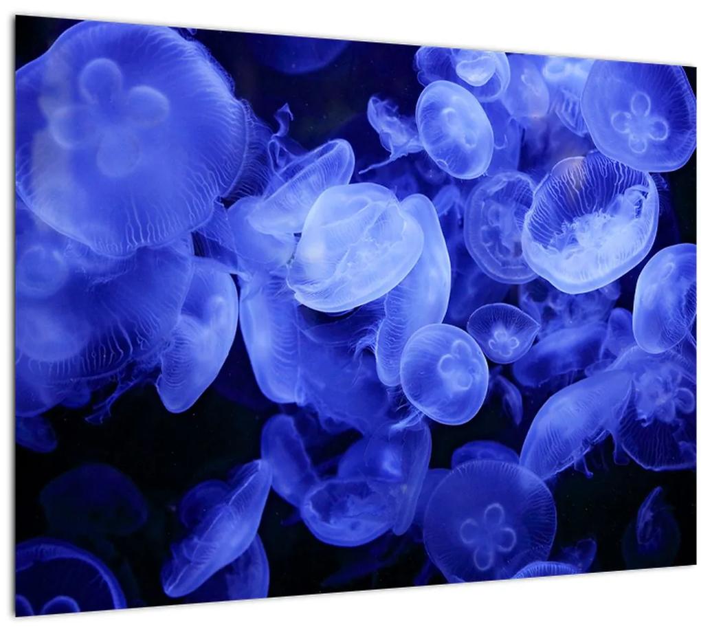 Skleněný obraz - Medúzy (70x50 cm)