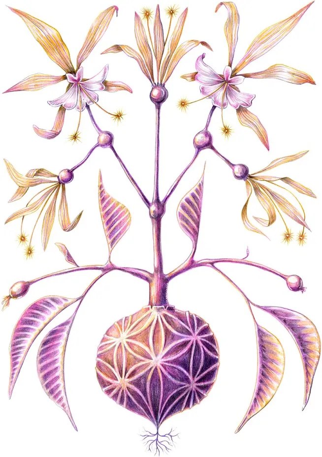 Filip Šenkeřík | Encyclia Rám: Černý, Velikost: 100 x 70 cm