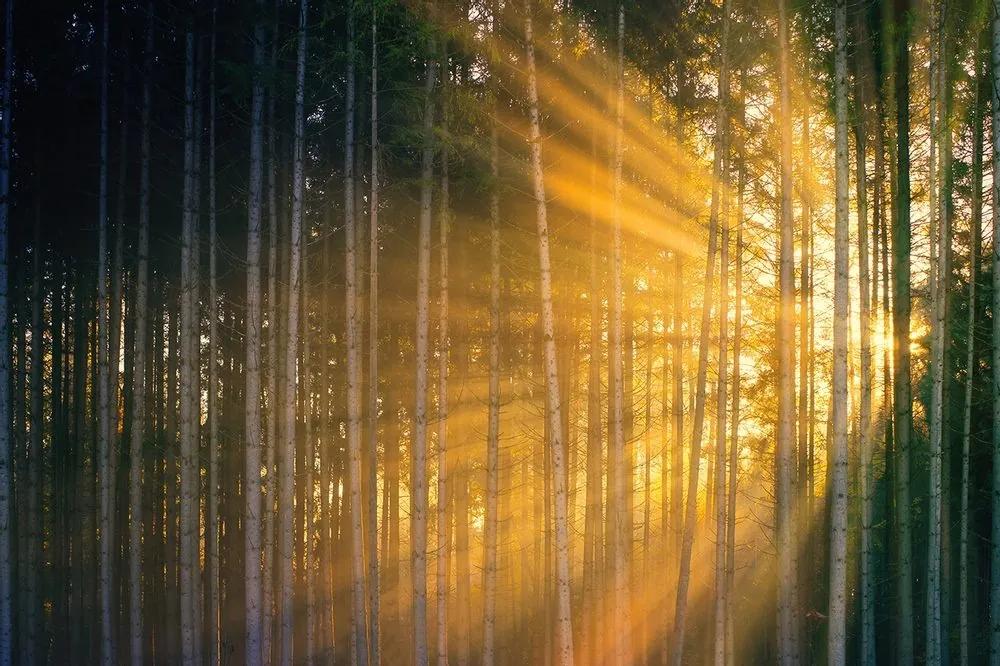 Fototapeta slunce za stromy - 225x150 cm
