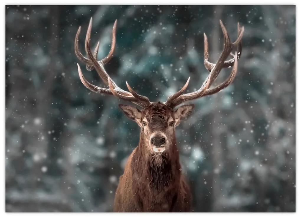 Skleněný obraz - Majestátnost jelena (70x50 cm)
