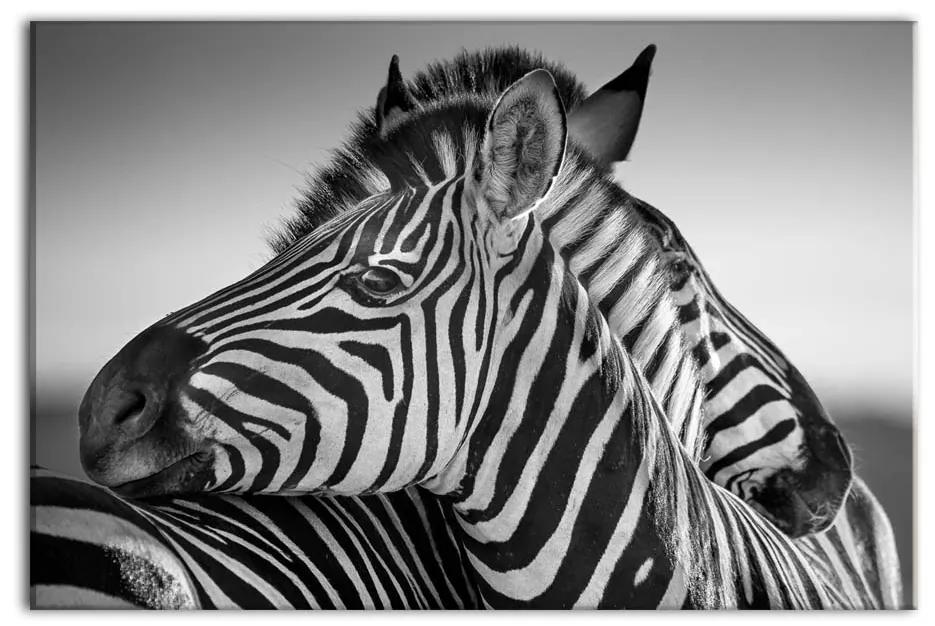 Černobílý obraz zebry Velikost (šířka x výška): 45x30 cm