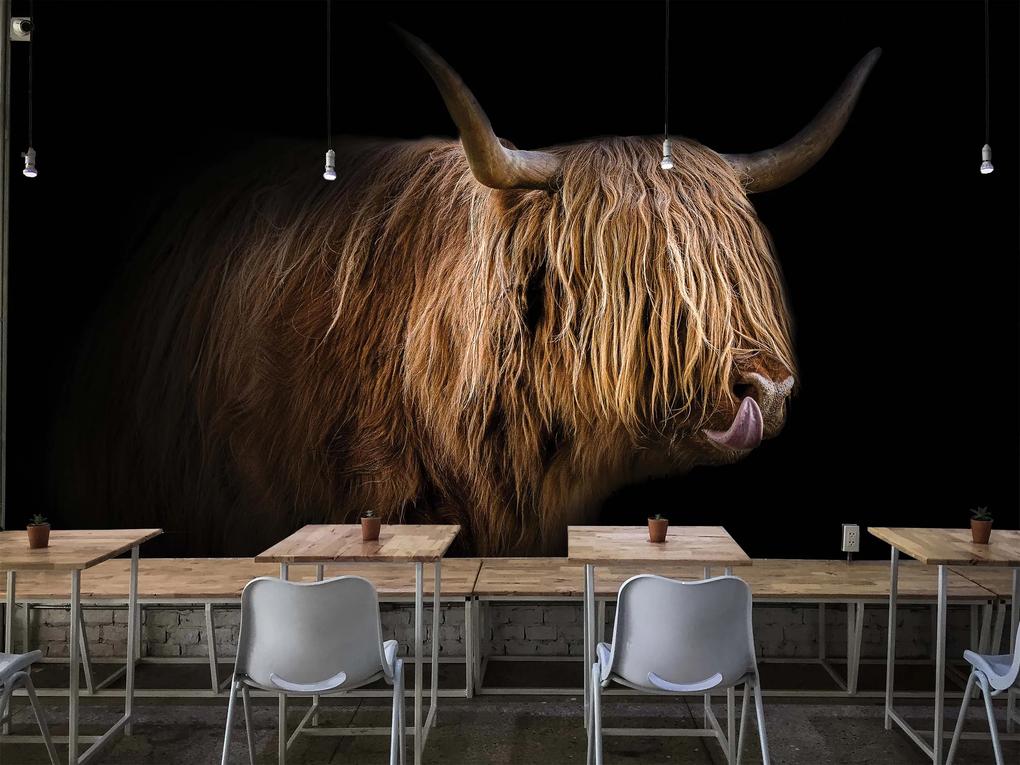 Malvis ® Tapeta Highland Cattle Vel. (šířka x výška): 216 x 140 cm