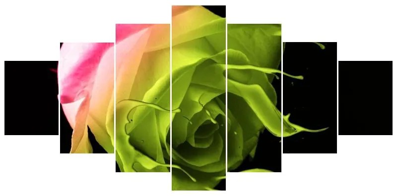 Moderní obraz pestrobarevné růže  (210x100 cm), 40 dalších rozměrů