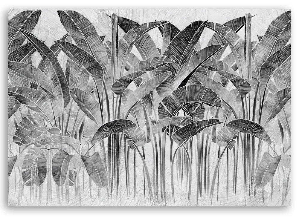 Obraz na plátně, Šedé banánové listy - 100x70 cm