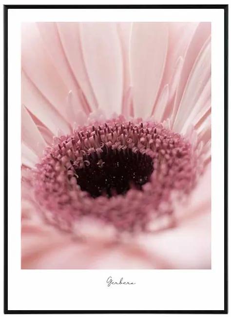 Flower gerbera - 50x70 cm Obraz