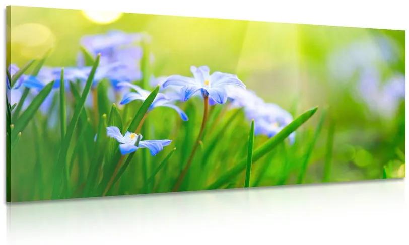 Obraz květiny na louce v jarním období Varianta: 120x60