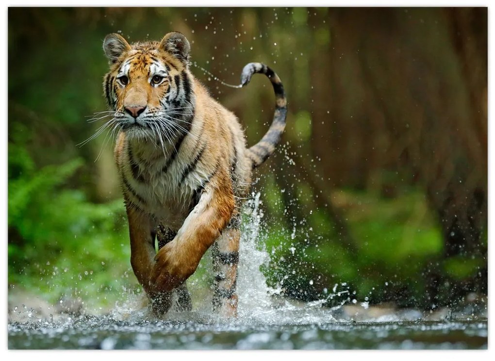 Skleněný obraz běžícího tygra (70x50 cm)