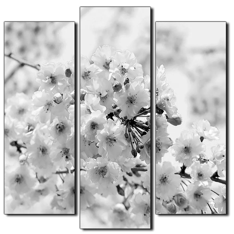 Obraz na plátně - Třešňový květ - čtverec 3279QC (105x105 cm)