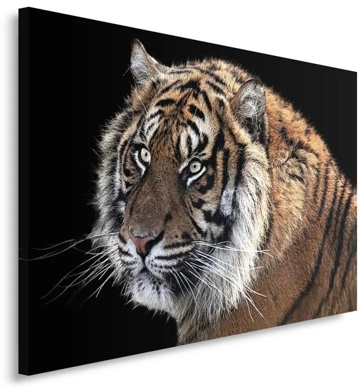 CARO Obraz na plátně - Tiger 3 40x30 cm