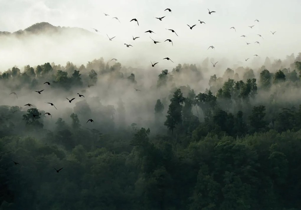 Fototapeta - Ptáci, les a mlha (152,5x104 cm)