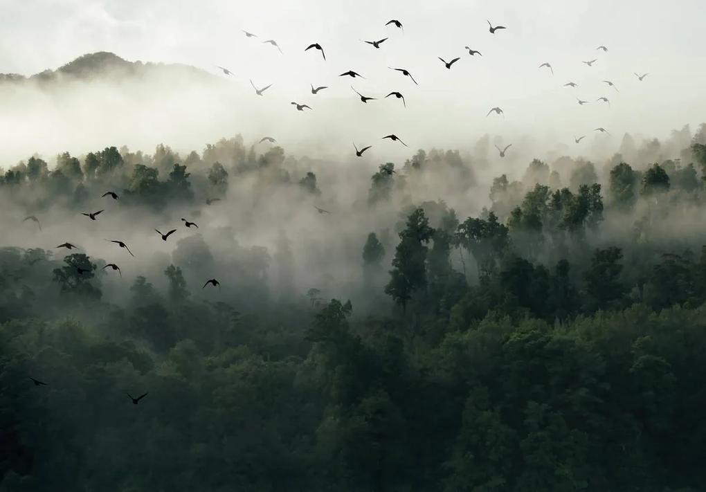 Fototapeta - Ptáci, les a mlha (254x184 cm)