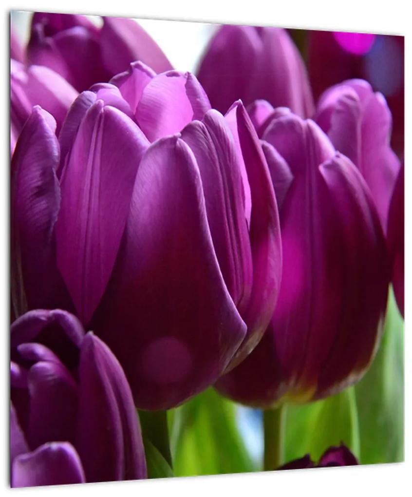 Obraz tulipánů (40x40 cm), 40 dalších rozměrů
