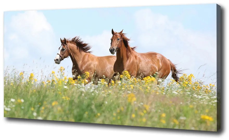 Wallmuralia Foto obraz na plátně Dva koně ve cvalu 100x50 cm