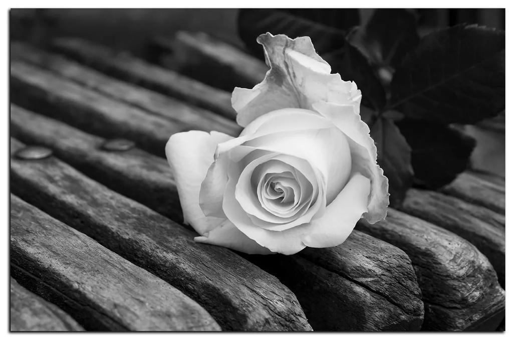 Obraz na plátně - Bílá růže na lavici 1224QA (60x40 cm)