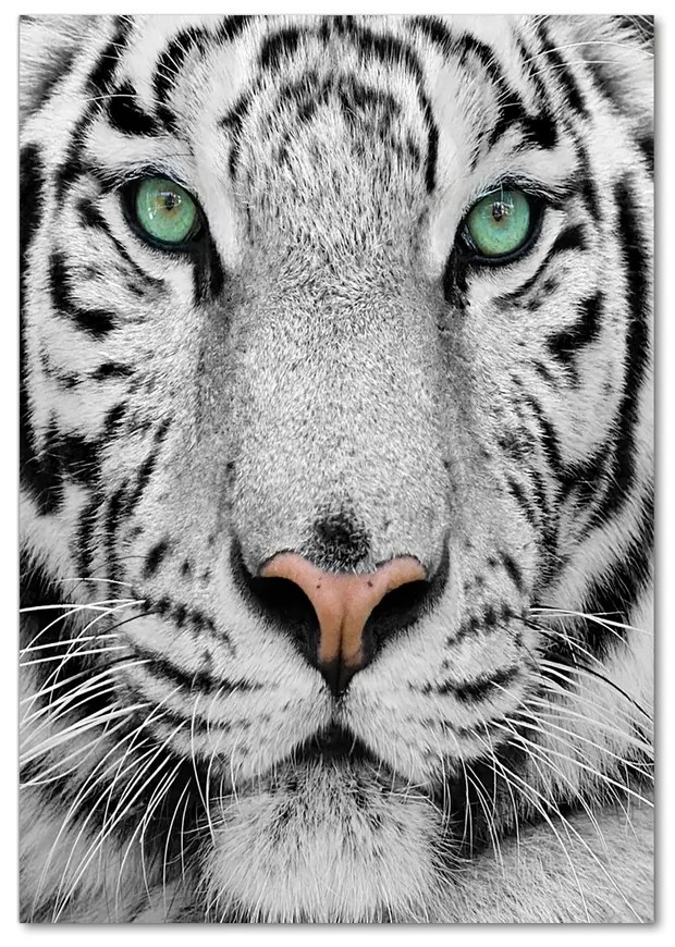 Wallmuralia Moderní akrylový fotoobraz Bílý tygr 70x100 cm