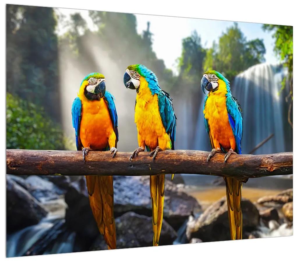 Obraz papoušků (70x50 cm)