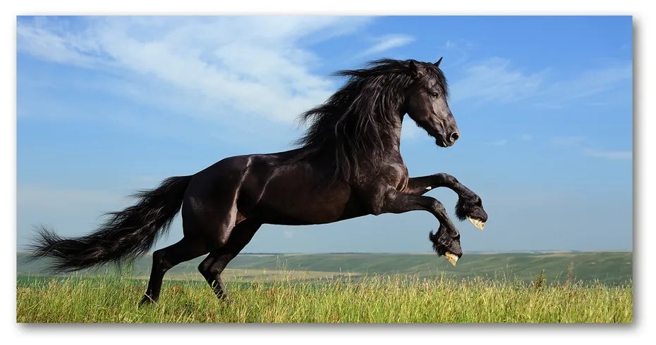 Wallmuralia Foto obraz akrylové sklo Černý kůň na louce 120x60 cm