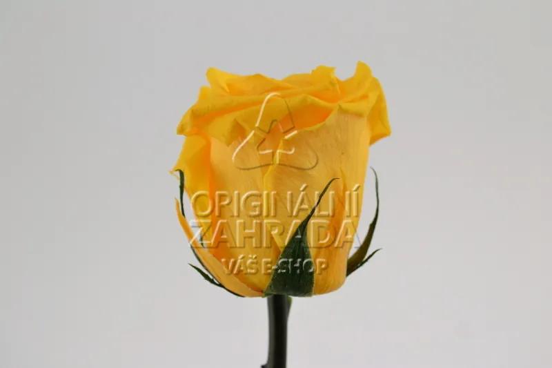 Stabilizovaná růže - žlutá