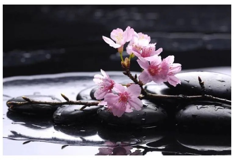 Fototapeta čtyřdílná - Květy třešně na kameni