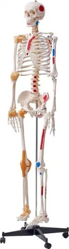 Model lidské kostry pro anatomii, 182 cm životní velikost