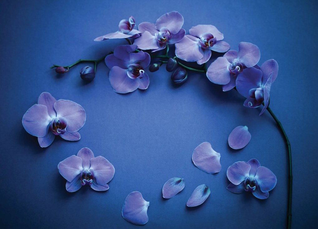 Malvis ® Tapeta Orchidej tmavá modrá Vel. (šířka x výška): 432 x 290 cm