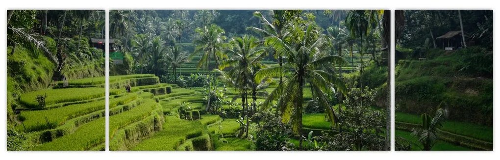 Obraz rýžových teras Tegalalang, Bali (170x50 cm)