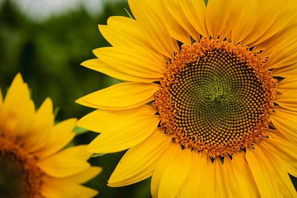 Tapeta krásná žlutá slunečnice - 375x250 cm