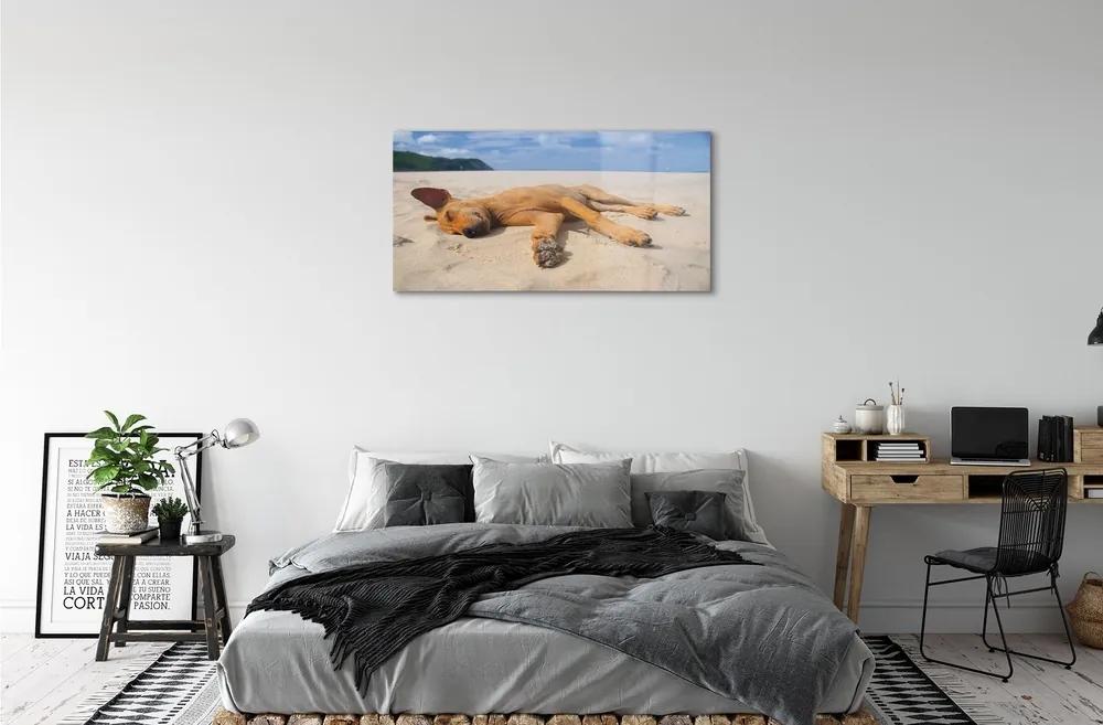 Obraz na skle Ležící pes pláž 120x60 cm