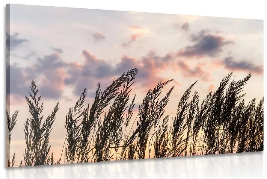 Obraz stébla polní trávy Varianta: 90x60