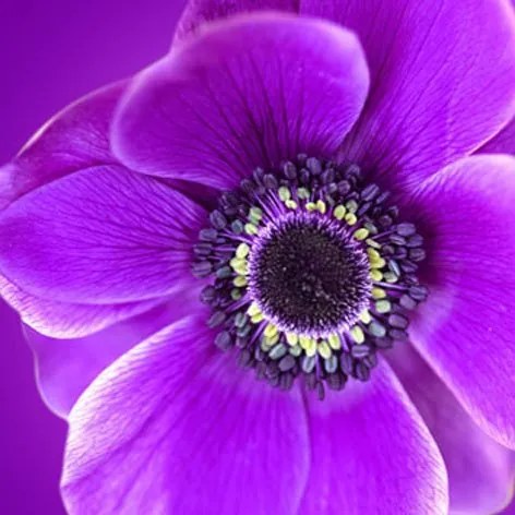Obraz na skle - Fialová květina (1)
